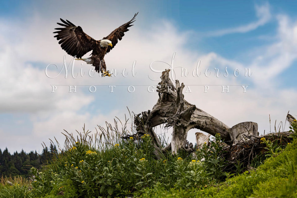 Bald Eagles Mounds View MN Nature Photographer