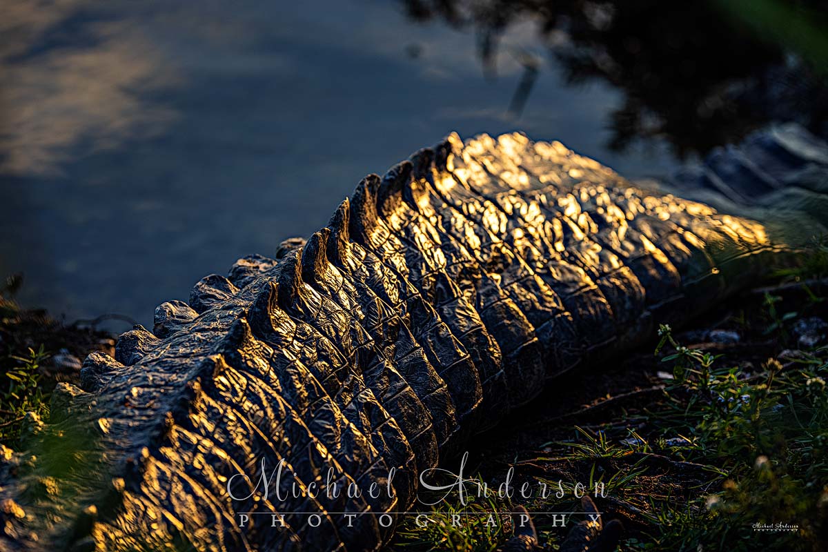 American-Alligator-tail-Oasis-Visitor-Center-Big-Cypress-National ...
