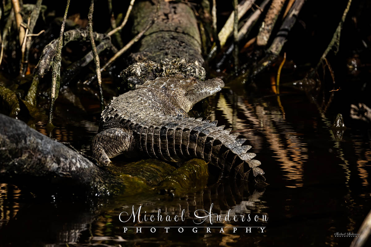 Nature and Wildlife Photography in The Everglades - MN Photographer